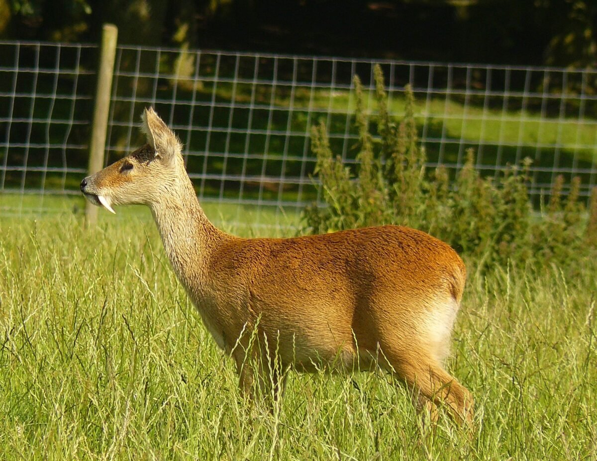 Chinese Water Deer: The Rare Vampire Deer Of The UK - Freshscoop.co.uk